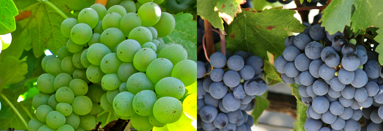 A Tale of Two Sauvignons: Cabernet and Blanc / Sam | Bishop's Cellar