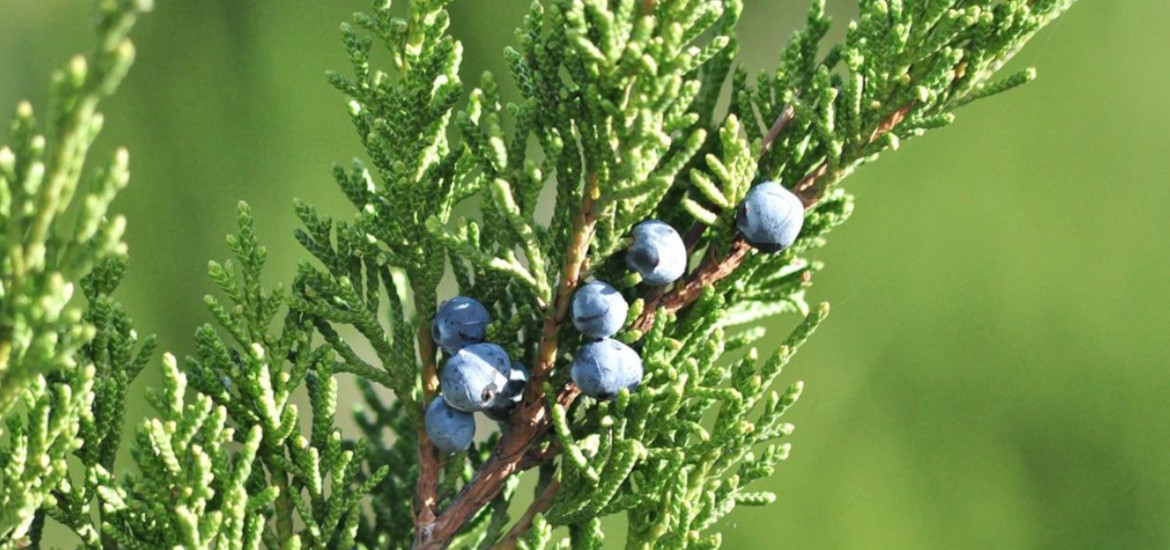 FREE RTD Tasting w/ Lucas: A Gin Canned Cocktail Tasting! | Bishop's Cellar