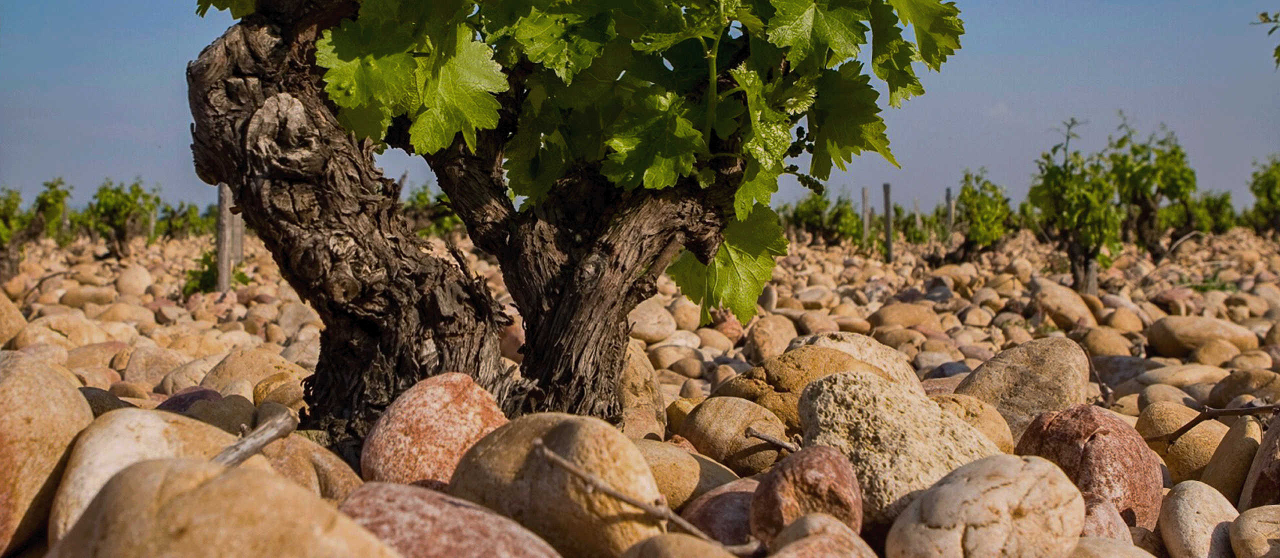 FREE Wine Tasting w/ Sam: Lees Aging | Bishop's Cellar